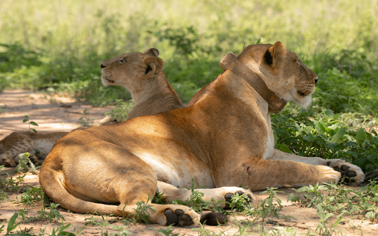 Lion Tracking Experience in Queen Elizabeth National Park