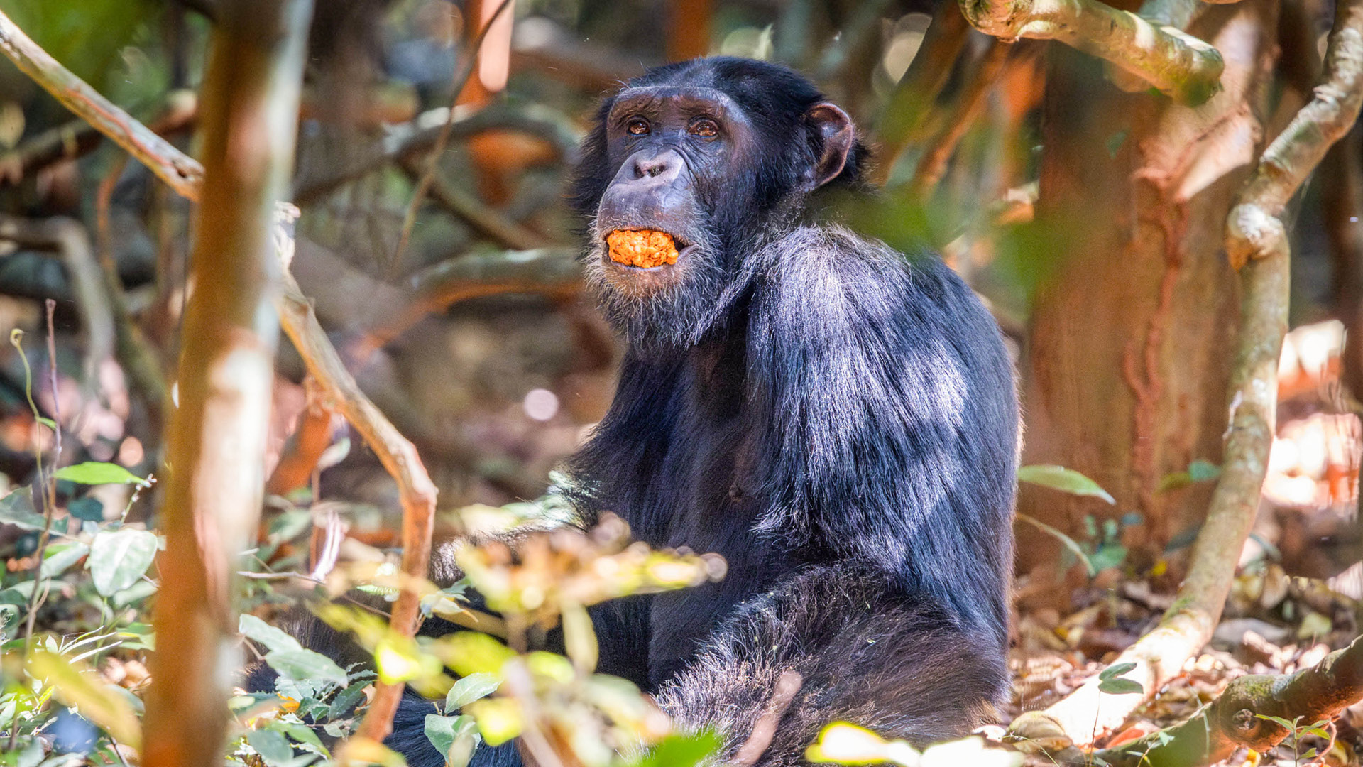 Can I Track Chimpanzees in Kibale Forest National Park?